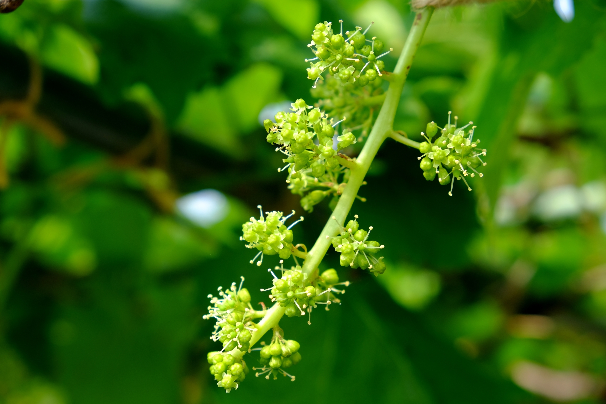 整枝剪定 - 剪定の基礎知識 ｜OGINO VINEYARD｜山梨県南アルプス市の高品質なシャインマスカット